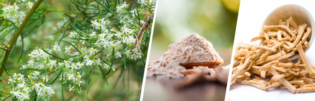 Shatavari usage, dosage, side-effects, and US places to buy. Shatavari usage, dosage, side-effects, and US places to buy.