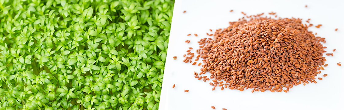 Chandrashoor usage, dosage, side-effects, and US places to buy.